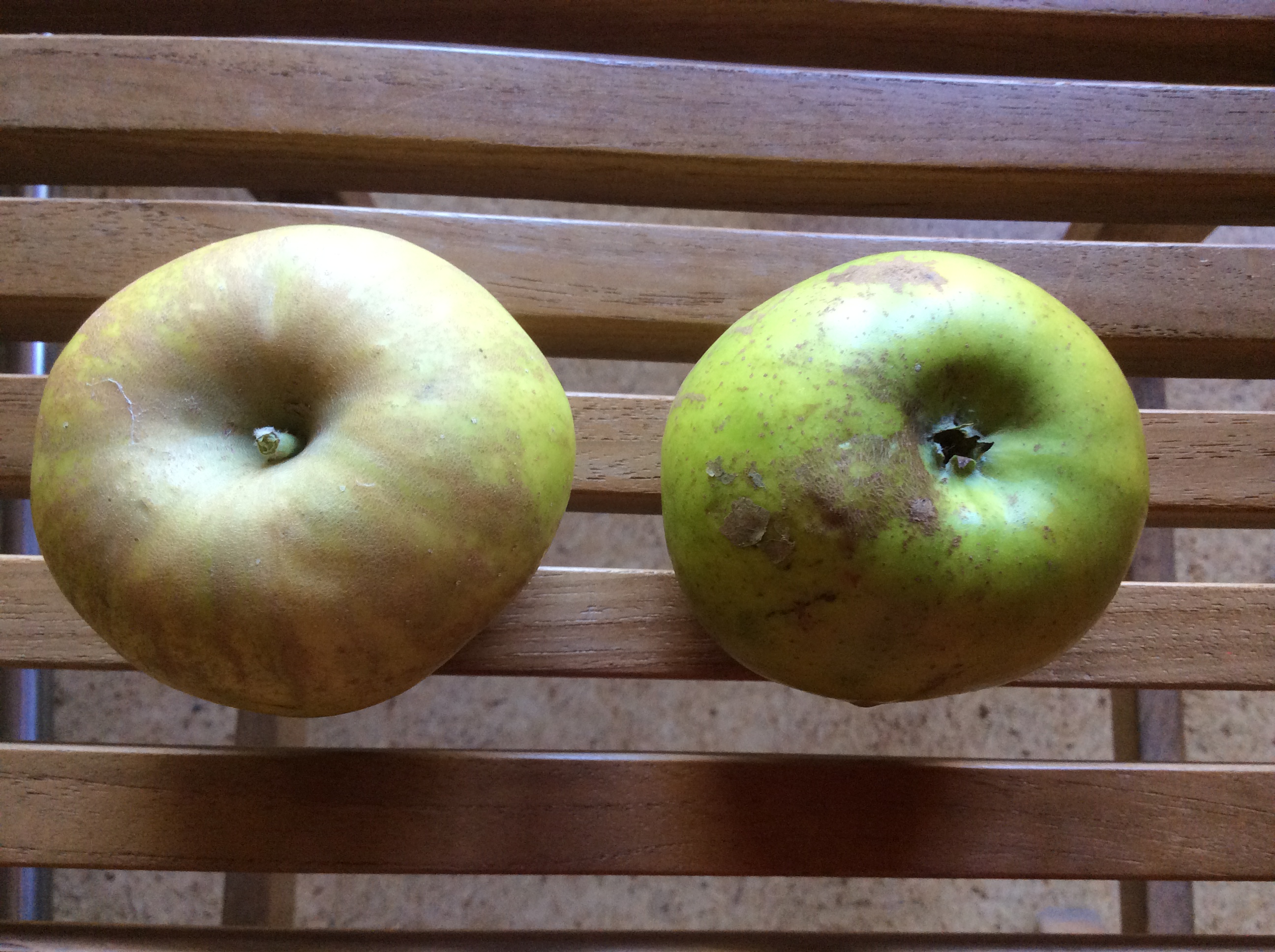 golden russet – Montezuma Orchard Restoration Project